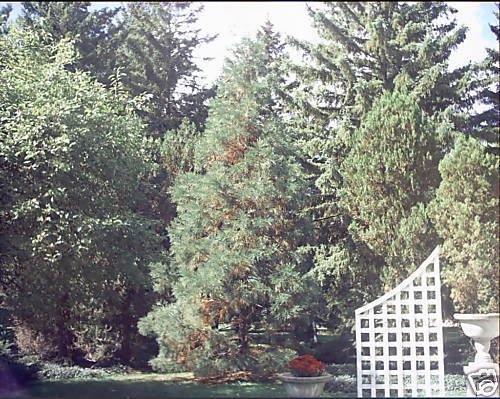 10 Seeds Sequoiadendron giganteum BLUE GIANT SEQUOIA (Seeds)