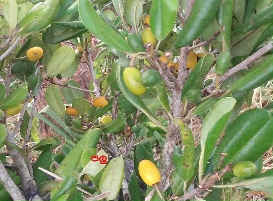 5 Seeds Manilkara hexandra CEYLON IRON WOOD TREE (Seeds)