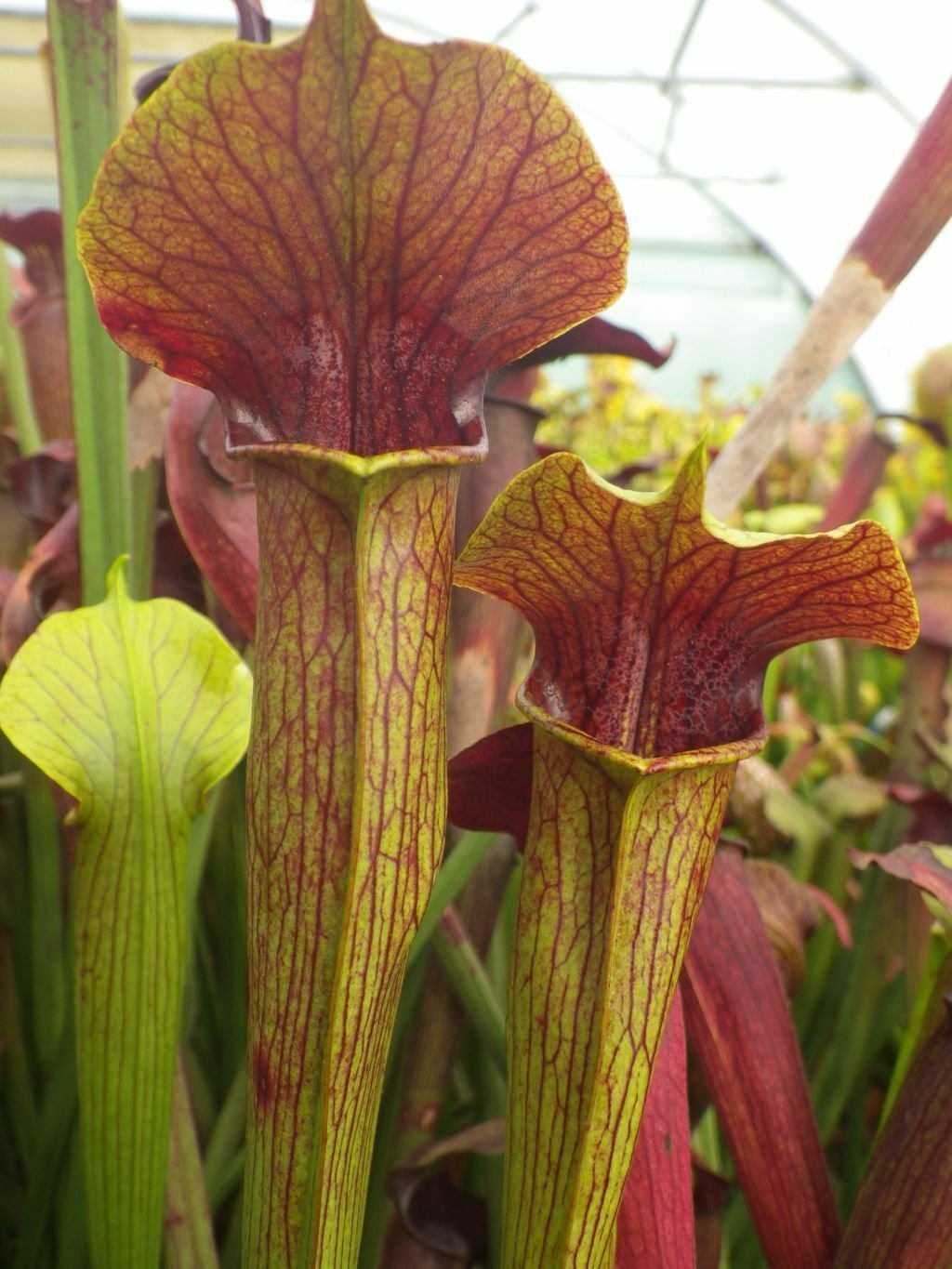 5 Seeds Sarracenia alata atrorubra RED YELLOW TRUMPETS PITCHER PLANT Carnivorous (Seeds)