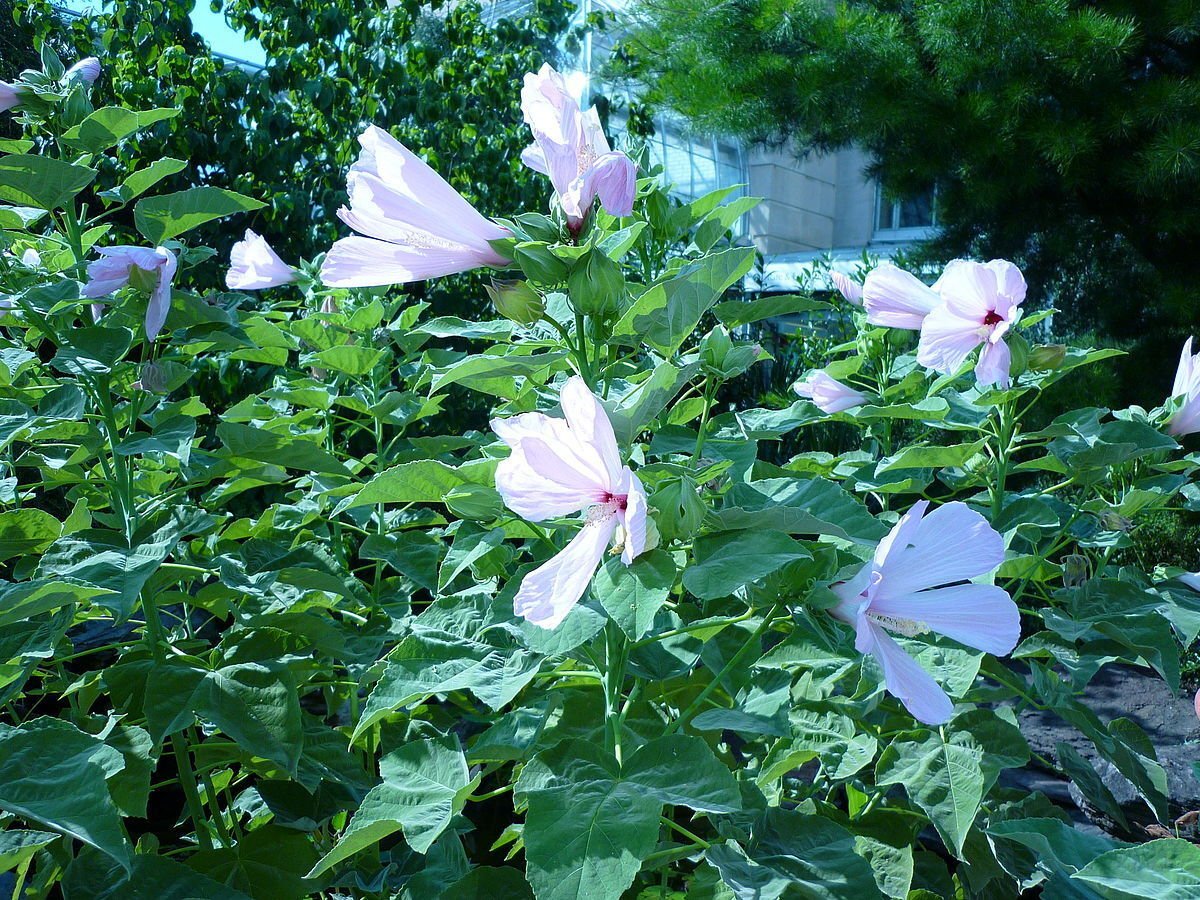 10 Seeds Hibiscus grandiflorus SWAMP ROSE MALLOW (Seeds)