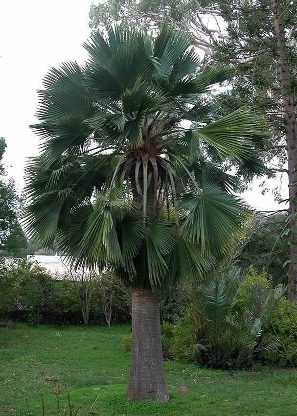 5 Seeds Brahea edulis GUADALUPE PALM - Cold Hardy (Seeds)