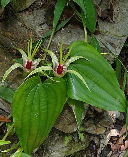 5 Seeds Stemona tuberosa VERY RARE AND UNIQUE VINE (Seeds)