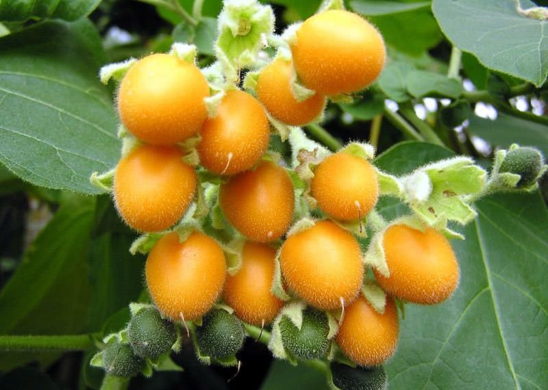 10 Seeds Cyphomandra betacea YELLOW TREE TOMATO (Seeds)