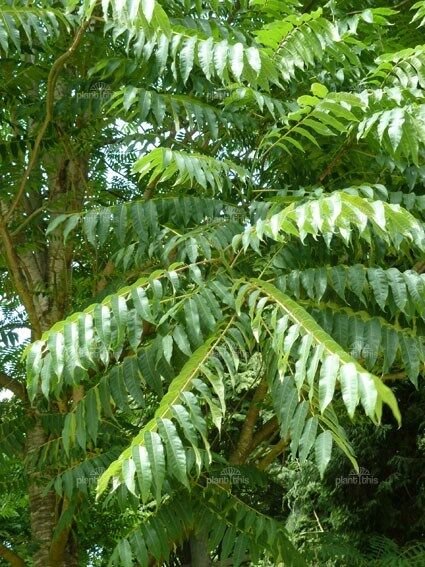 5 Seeds Toona sinensis CHINESE TOON TREE Seeds EXOTIC (Seeds)