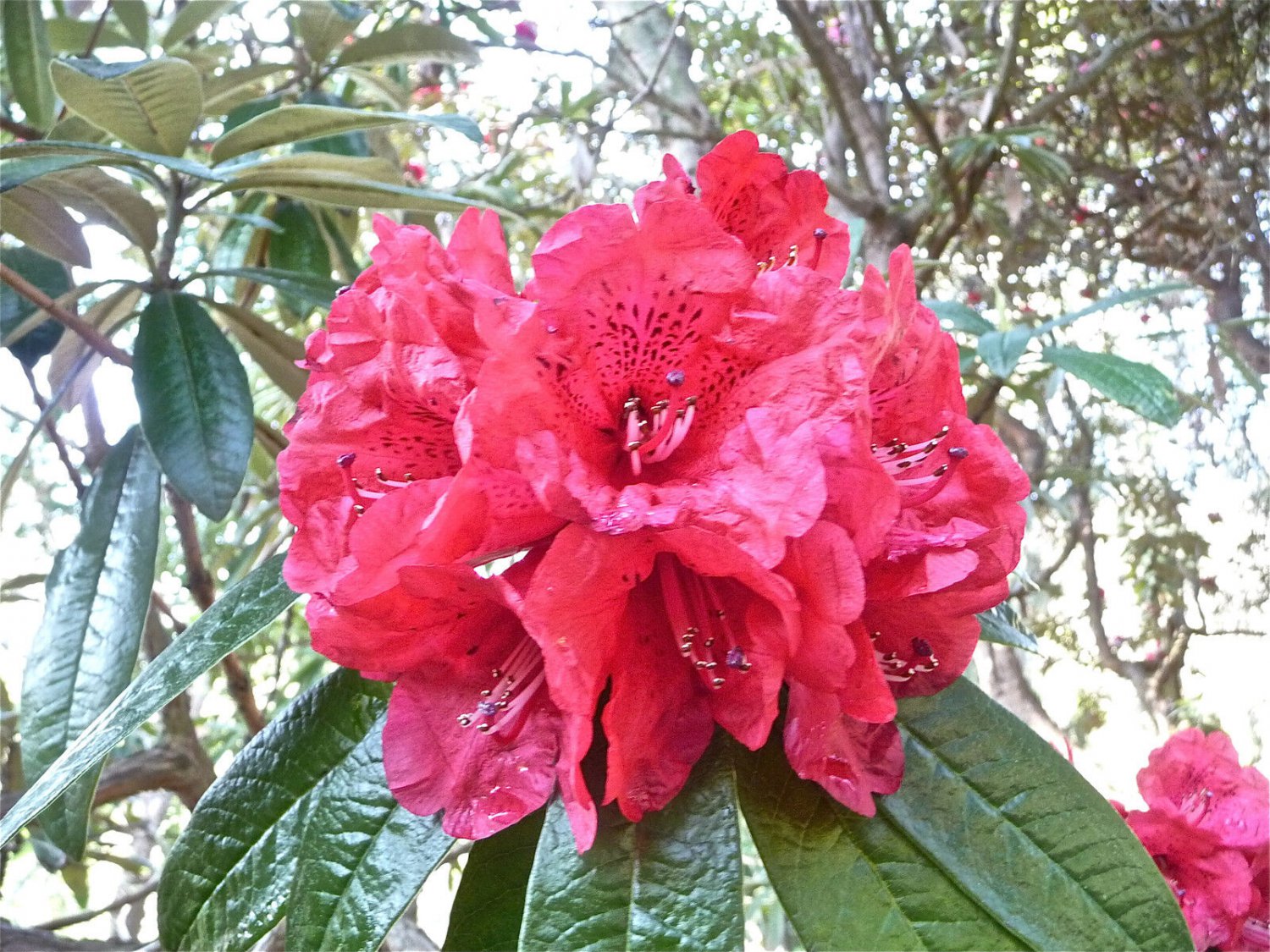 10 Seeds Rhododendron arboreum RHODODENDRON (Seeds)