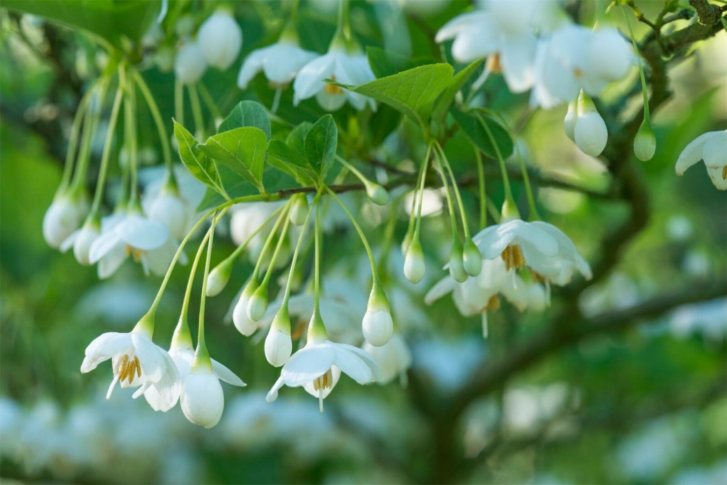 5 Seeds Halesia diptera TWO WING SILVERBELL TREE (Seeds)