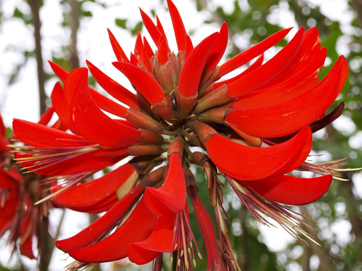 5 Seeds Erythrina variegata CORAL TREE Seeds EXOTIC (Seeds)