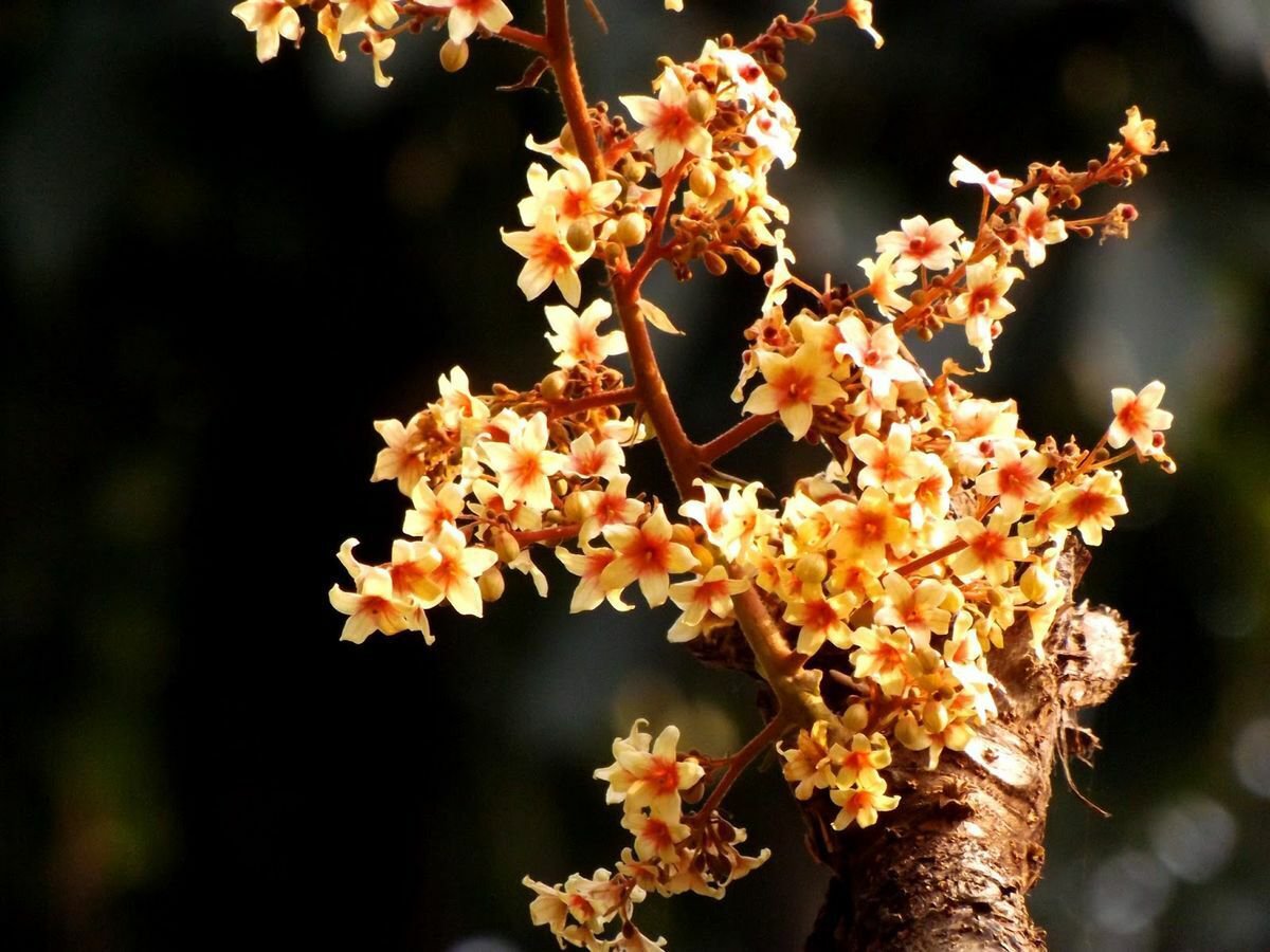 5 Seeds Sterculia villosa ELEPHANT ROPE TREE (Seeds)