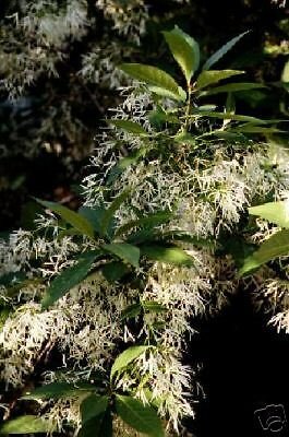 10 Seeds Chionanthus virginiana WHITE FRINGE TREE (Seeds)