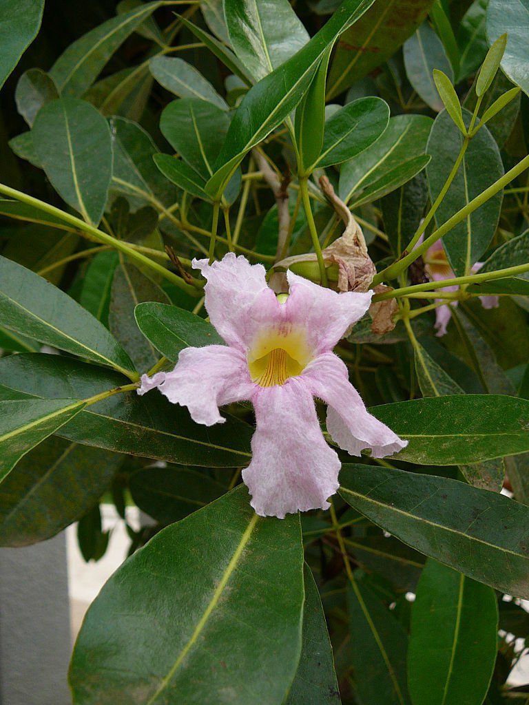5 Seeds Tabebuia rosea ROSY TRUMPET TREE (Seeds)