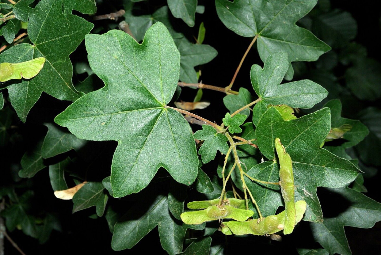 10 Seeds Acer campestre HEDGE MAPLE TREE (Seeds)