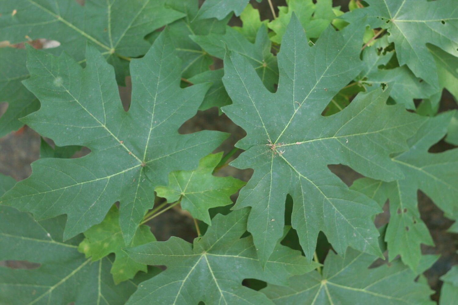 10 Seeds Acer macrophyllum BIGLEAF MAPLE TREE (Seeds)