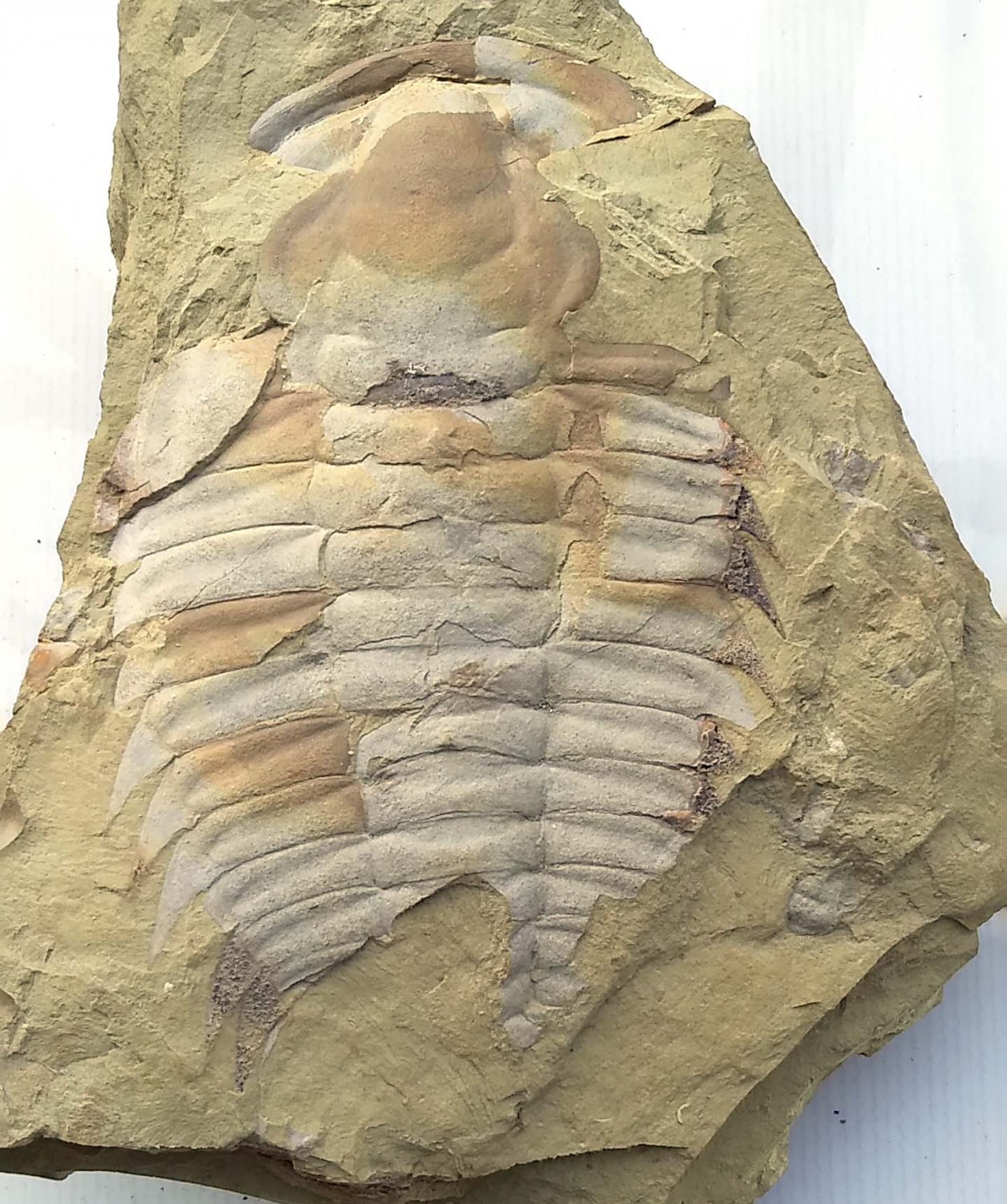 Fossils Trilobite Redlichia mansuyi, collection,very rare#p42