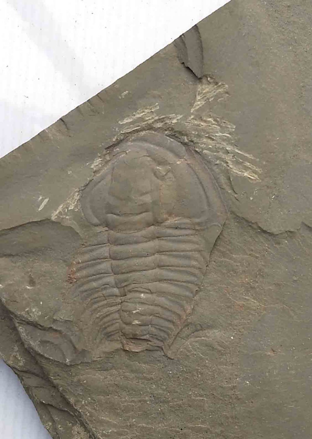 Fossils Trilobite Redlichia mai, teaching,collection... #v11