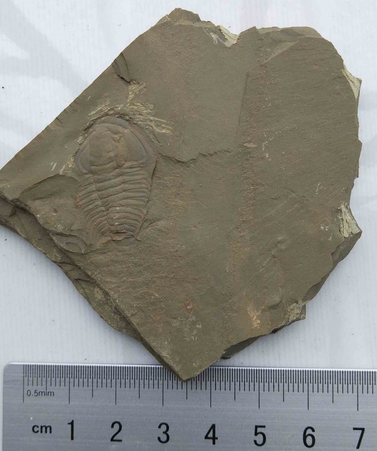 Fossils Trilobite Redlichia mai, teaching,collection... #v11
