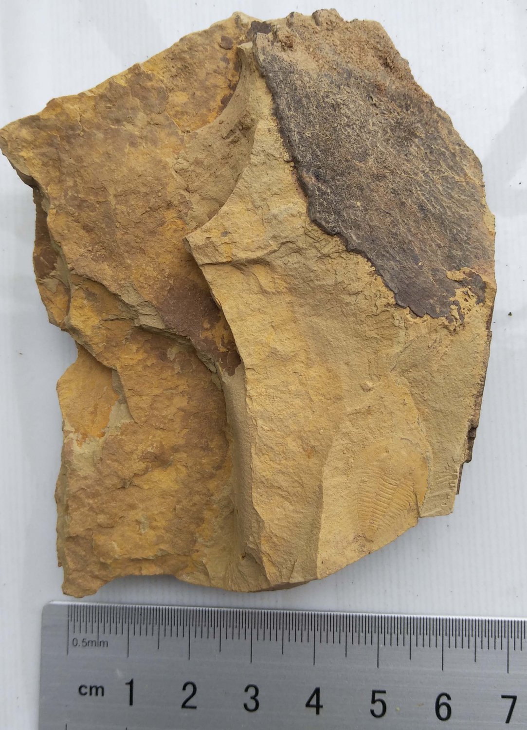 Fossils Trilobite Malungia laevigata, teaching,collection... #z85