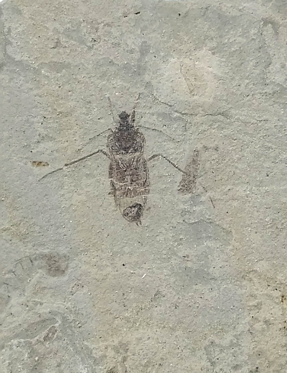 Insect fossil from the Jurassic,very nice,very cool. #t08