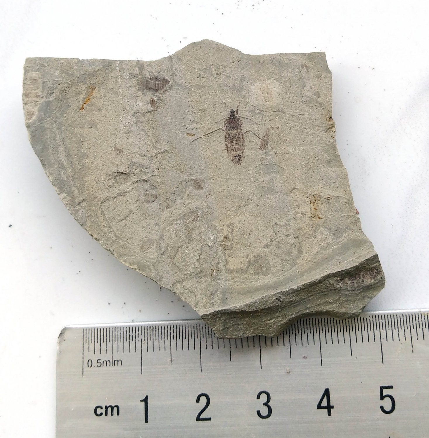 Insect fossil from the Jurassic,very nice,very cool. #t08
