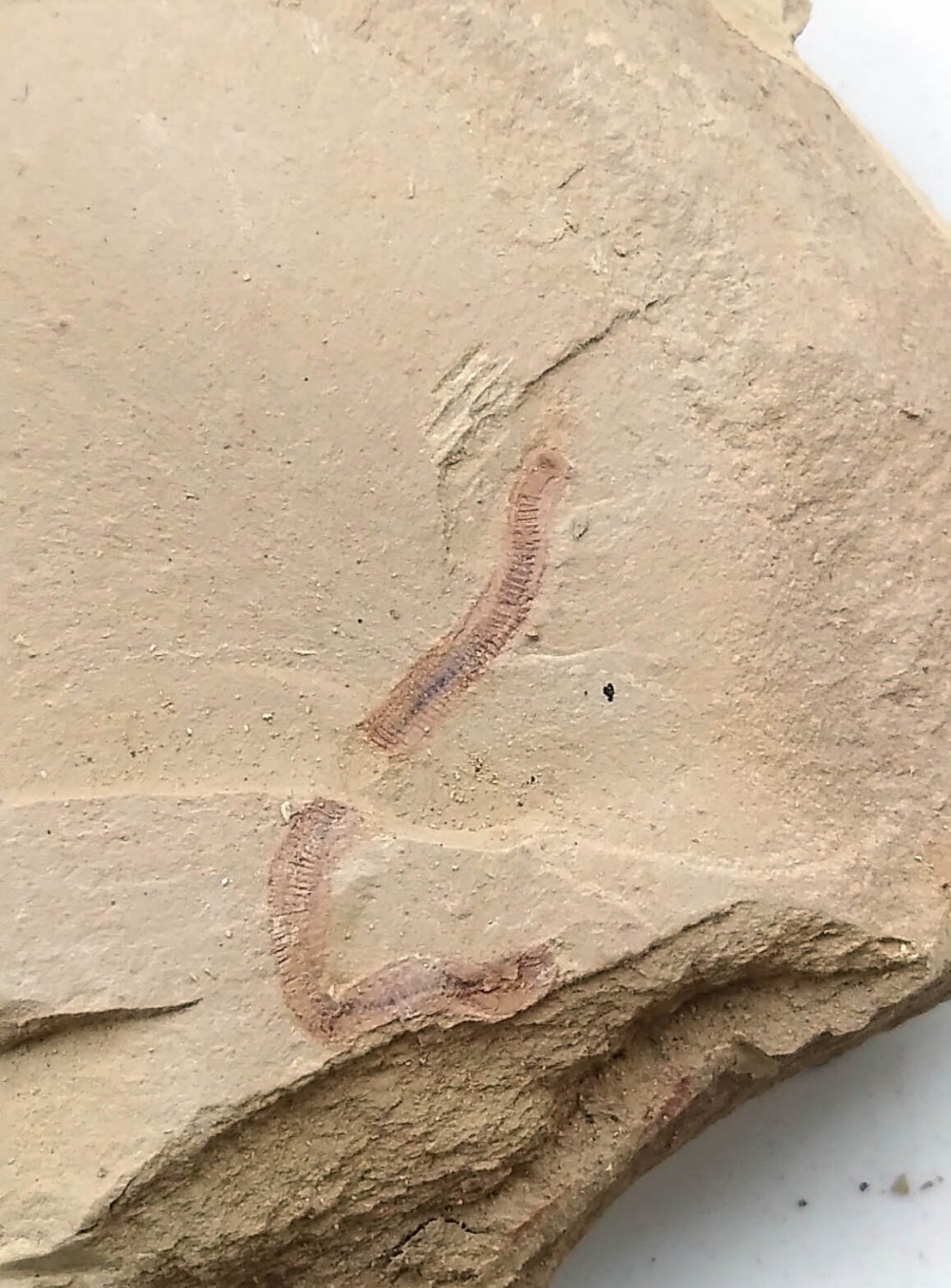 Cambrian fossil Cricocosmia jinningensis , professional teaching,cool #q5