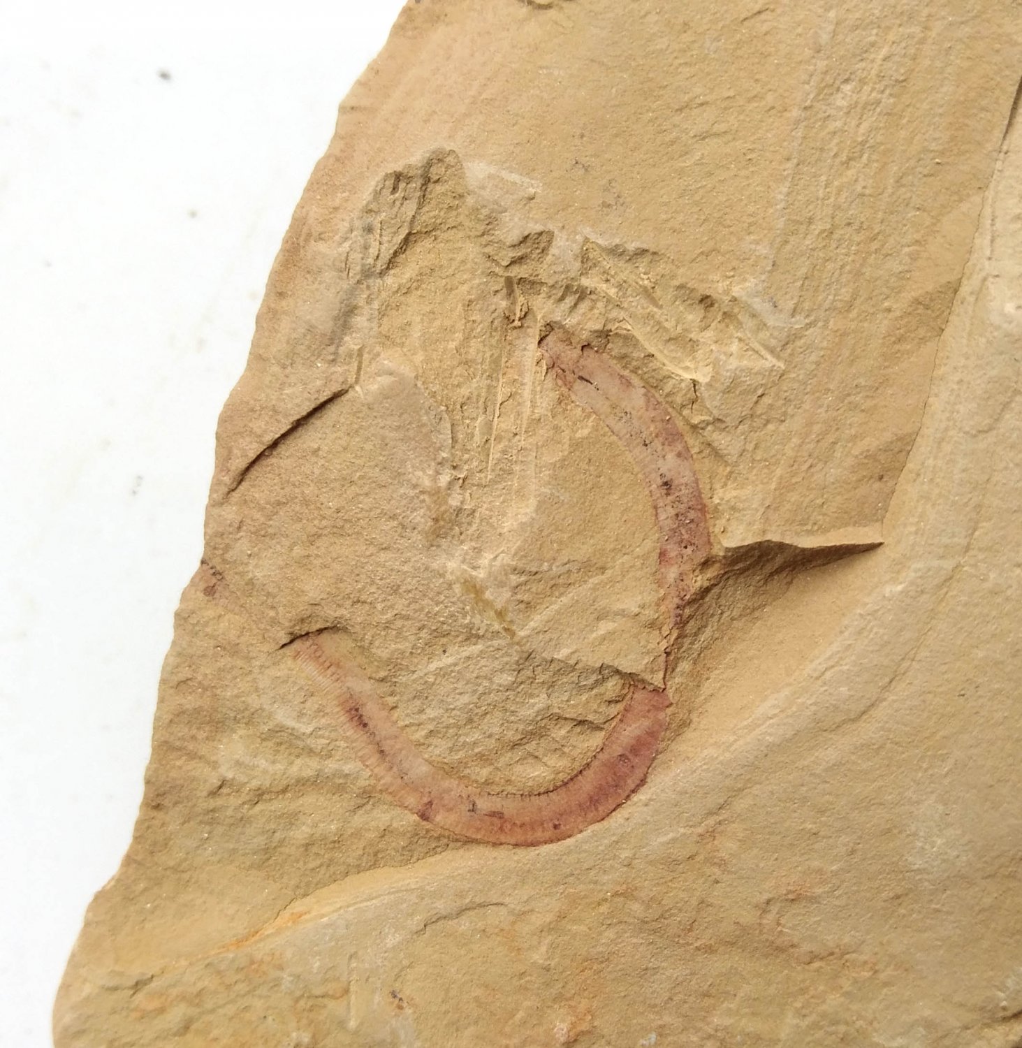 Cambrian fossil Cricocosmia jinningensis , professional teaching,cool #p36
