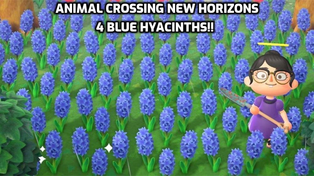 4 Blue Hyacinths Hybrid Flowers Bundle Lot - Animal Crossing New ...