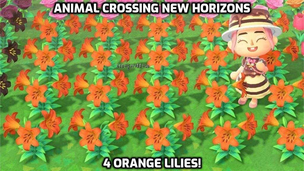 4 Orange Lilies Lily Hybrid Flowers Bundle Lot - Animal Crossing New ...