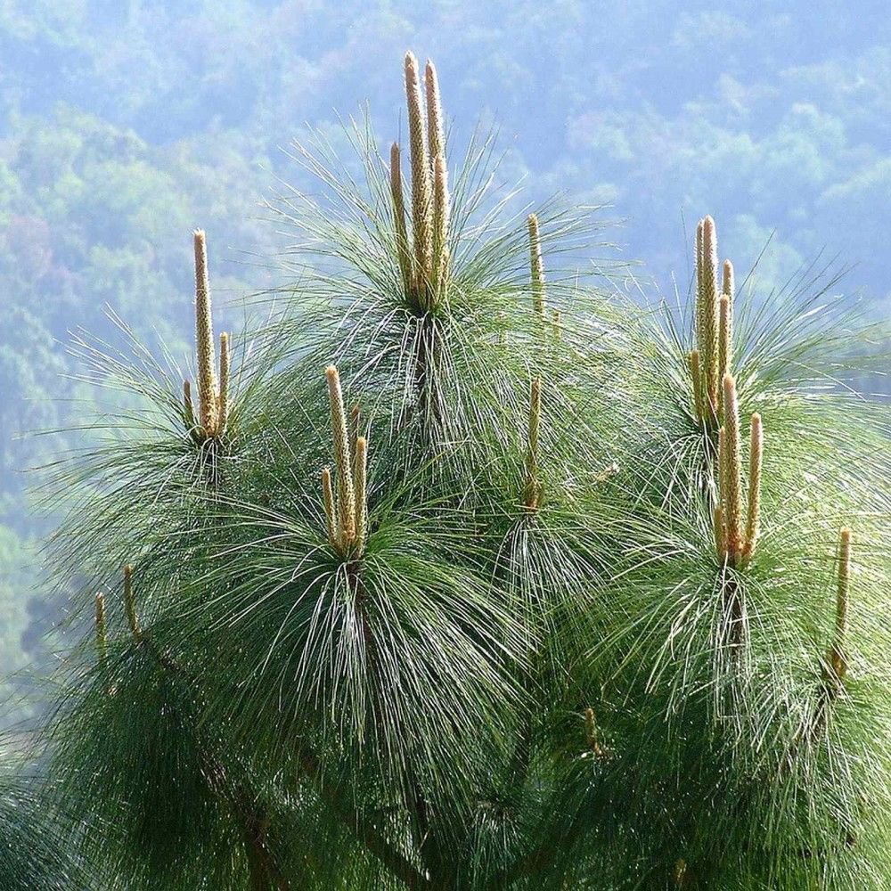 CHIR PINE Pinus Roxburghii - 5 SEEDS