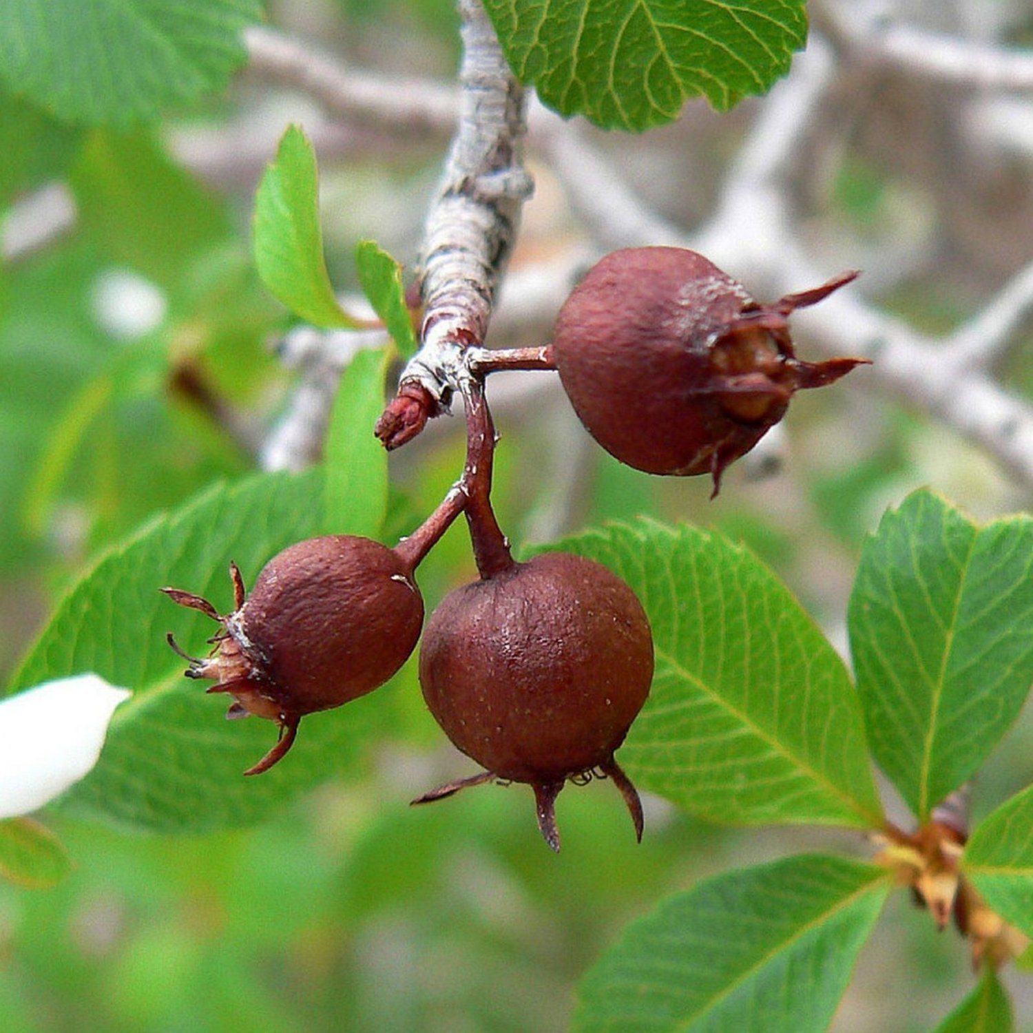 UTAH SERVICEBERRY Amelanchier Utahensis - 20 SEEDS