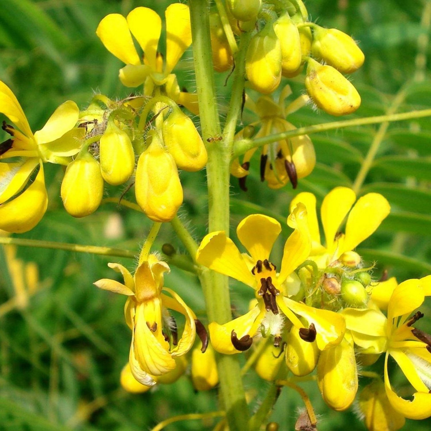 INDIAN SENNA Cassia Marilandica - 10 SEEDS