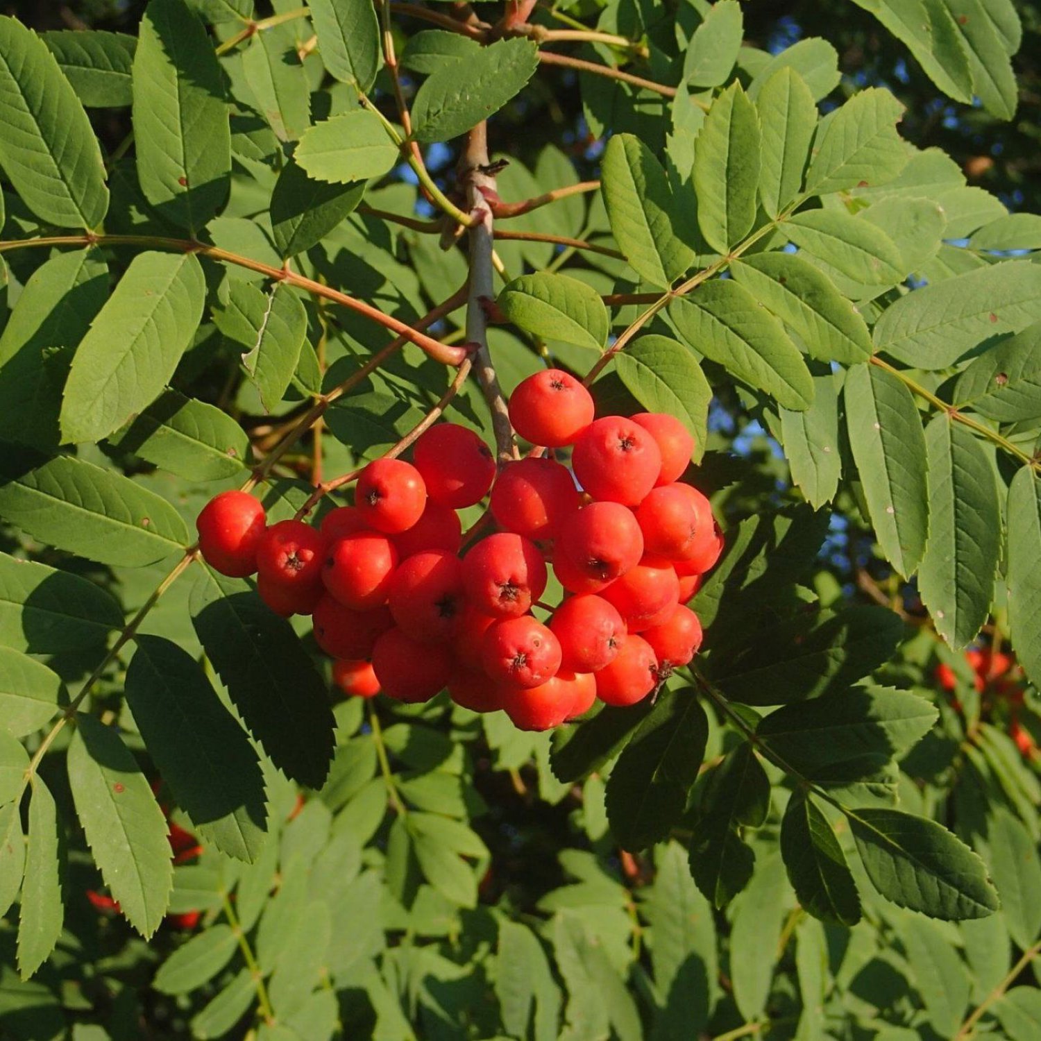 SHOWY MOUNTAIN ASH Sorbus Decora - 10 SEEDS