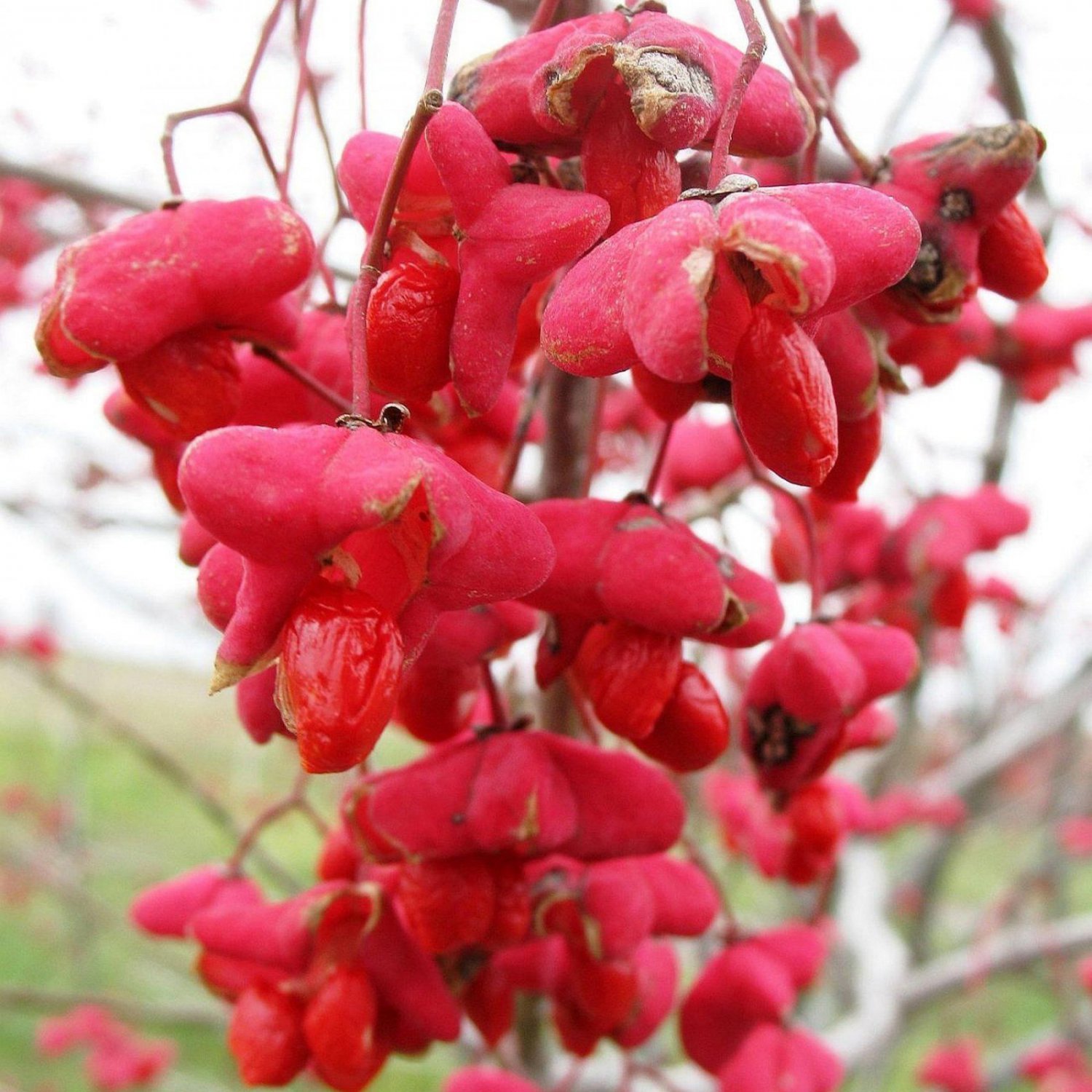 EASTERN WAHOO Euonymus Atropurpurea - 20 SEEDS