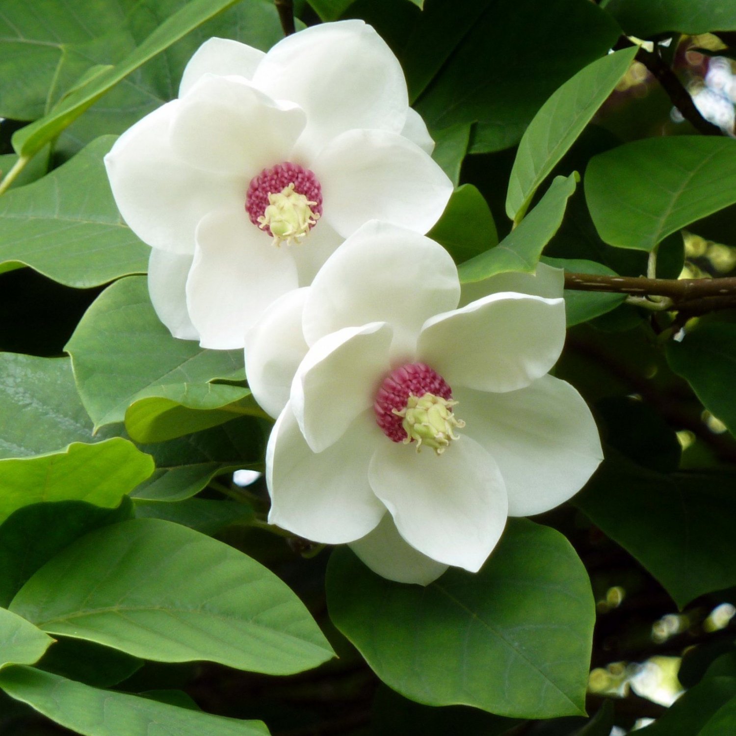 SMALL-FLOWERED MAGNOLIA Magnolia Sieboldii - 5 SEEDS