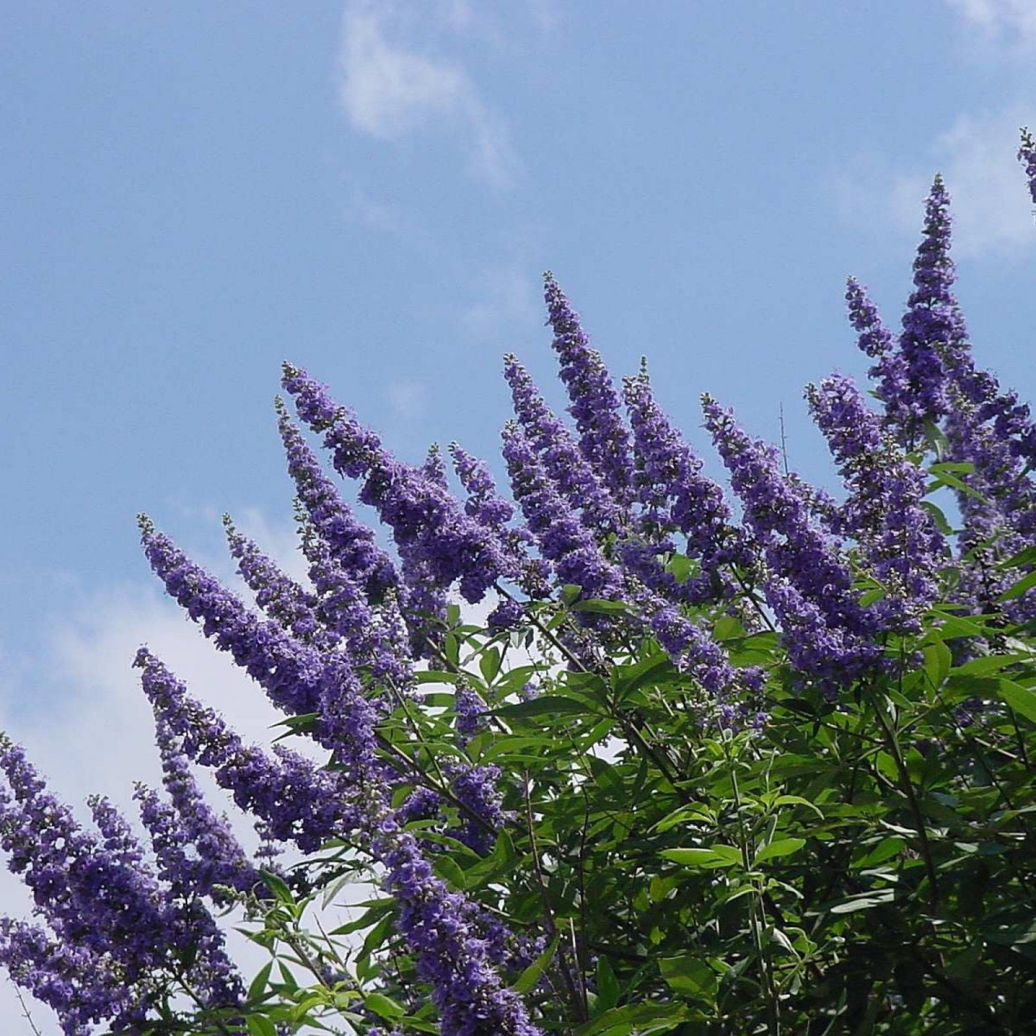 LILAC CHASTE TREE Vitex Agnus castus - 10 SEEDS