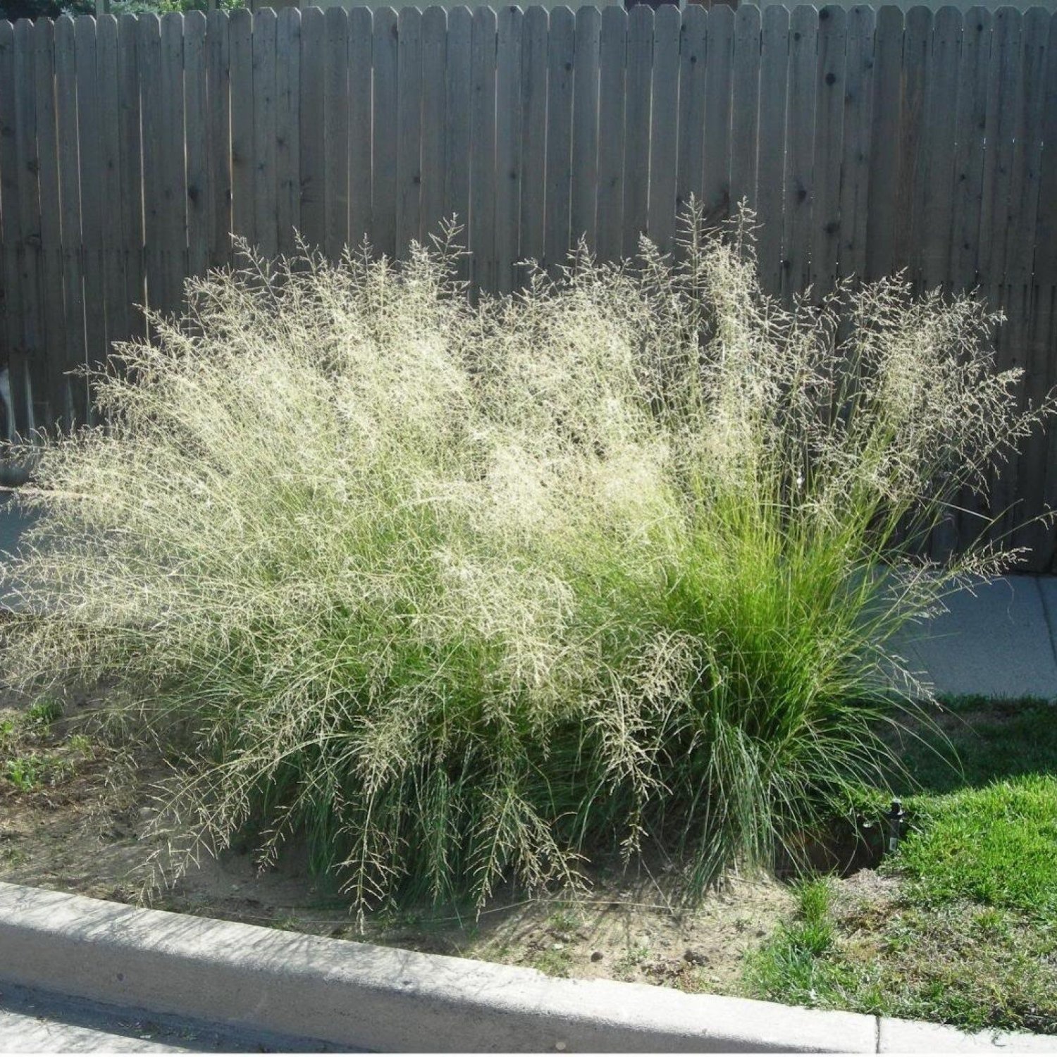 WEEPING LOVEGRASS Eragrostis Curvula - 100 SEEDS