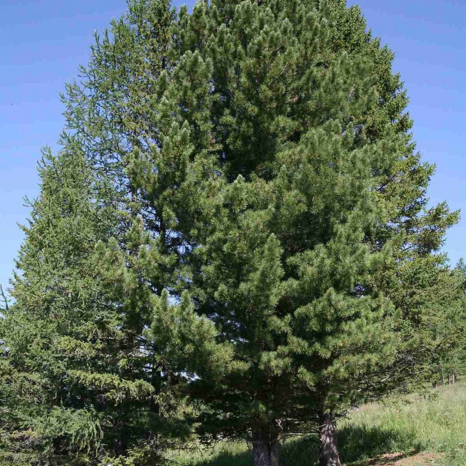 SIBERIAN PINE Pinus Cembra Sibirica - 5 SEEDS