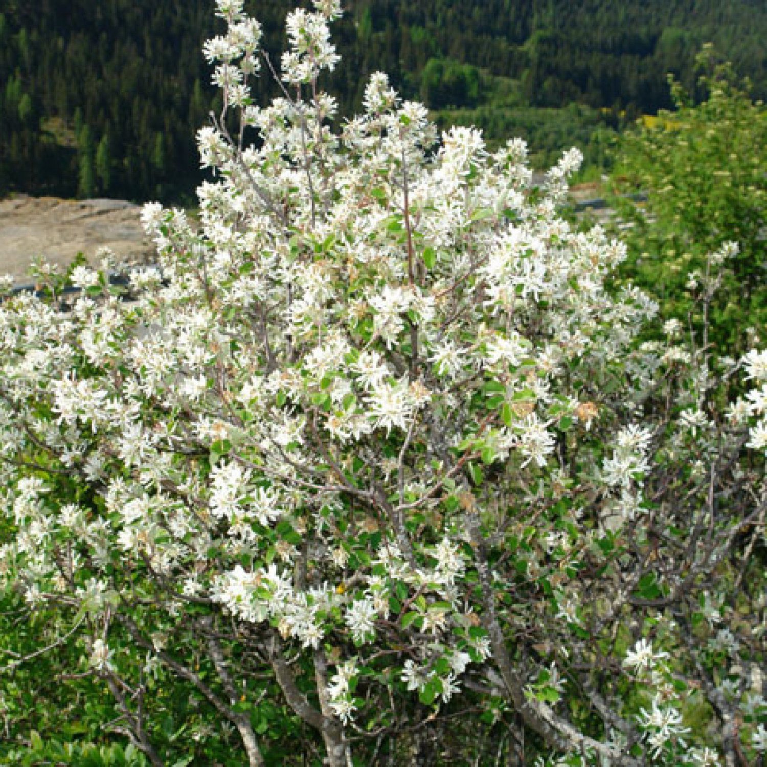 SNOWY MESPILUS Amelanchier Ovalis - 30 SEEDS