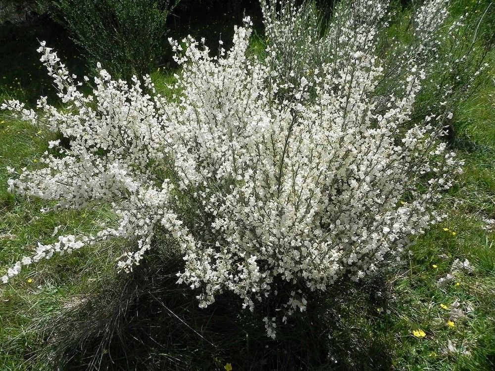 WHITE SPANISH BROOM Cytisus Multiflorus Alba - 50 SEEDS