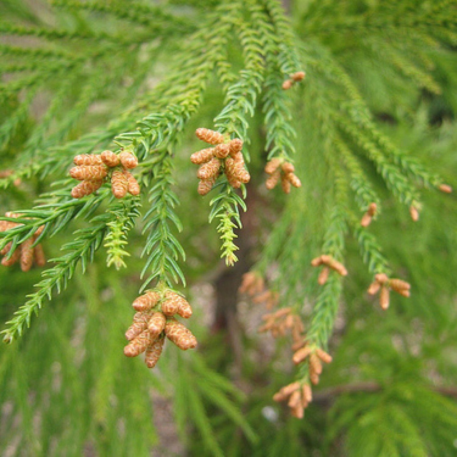 JAPANESE CEDAR Cryptomeria Japonica - 50 SEEDS