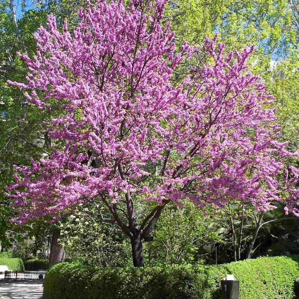 CALIFORNIA REDBUD Cercis Occidentalis - 30 SEEDS