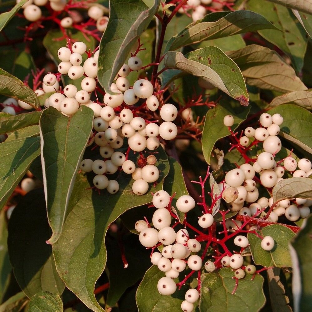 GRAY DOGWOOD Cornus Racemosa - 10 SEEDS
