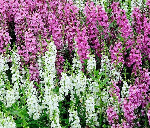 ANGELONIA SERENA MIXED COLORS Angelonia Angustifolia - 100 Bulk Seeds