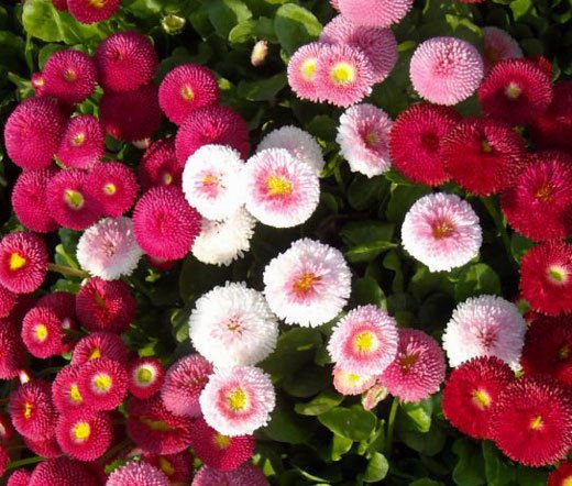 ENGLISH DAISY MIXED COLORS Bellis Perennis Super Enorma - 1,000 Bulk Seeds