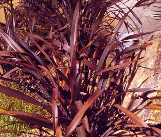 NEW ZEALAND FLAX PURPLE Phormium Tenax Purpureum - 50 Bulk Seeds