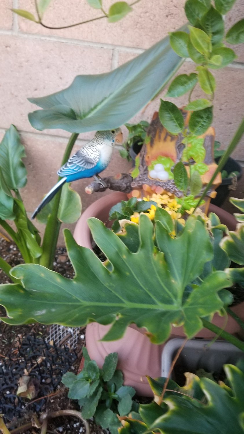 Chirping Bird with Motion sensor
