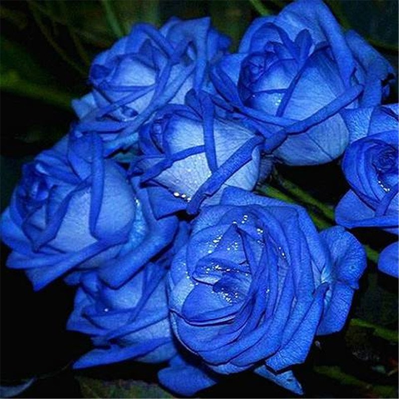 30pcs Blue Rose Seeds Blue Enchantress Rosa chinensis Jacq