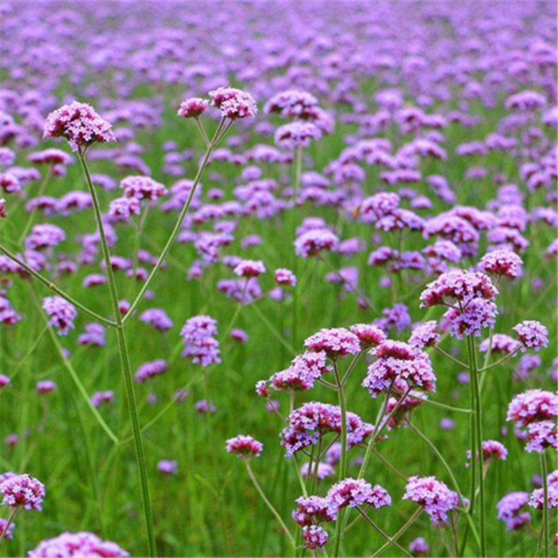 60pcs Verbena Seeds, Symbol of peace, Flower Plant Seeds, (Verbena ...