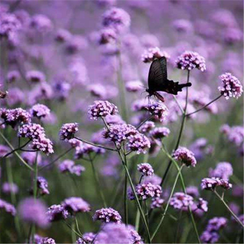 60pcs Verbena Seeds, Symbol of peace, Flower Plant Seeds, (Verbena ...