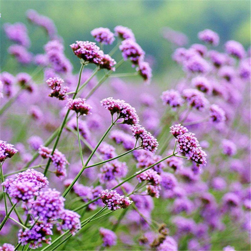 60pcs Verbena Seeds, Symbol of peace, Flower Plant Seeds, (Verbena ...