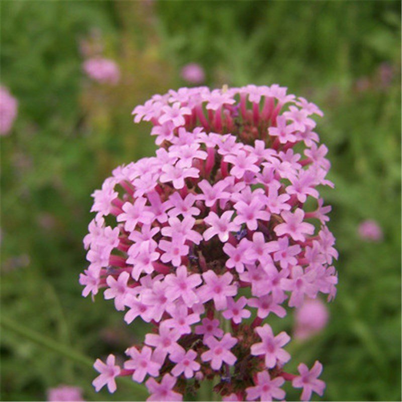 60pcs Verbena Seeds, Symbol of peace, Flower Plant Seeds, (Verbena ...