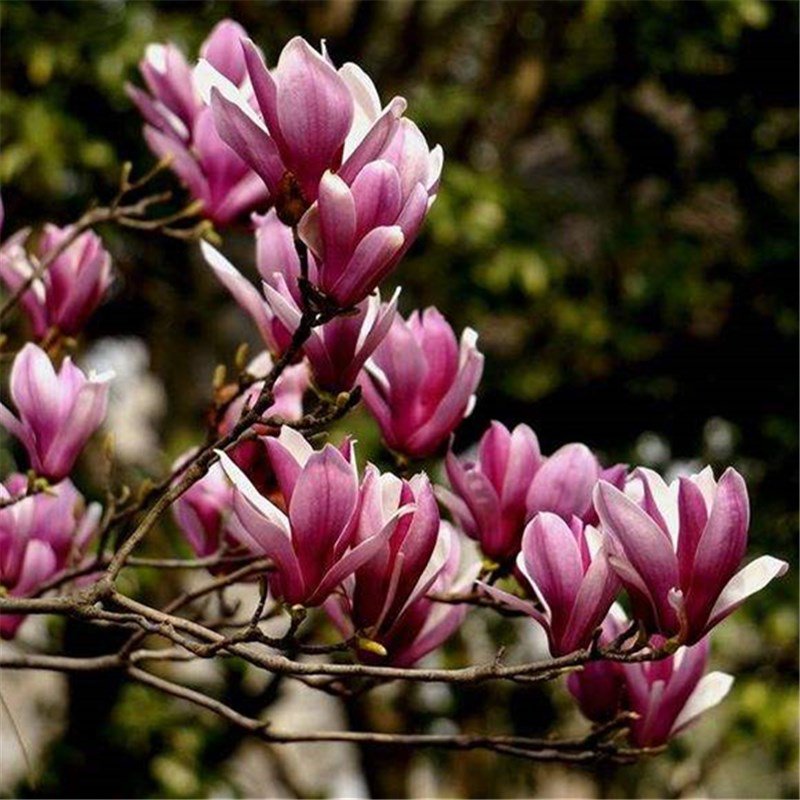 Chinese Special Purple Magnolia Seeds 10pcs, Plant Flower Seeds ...